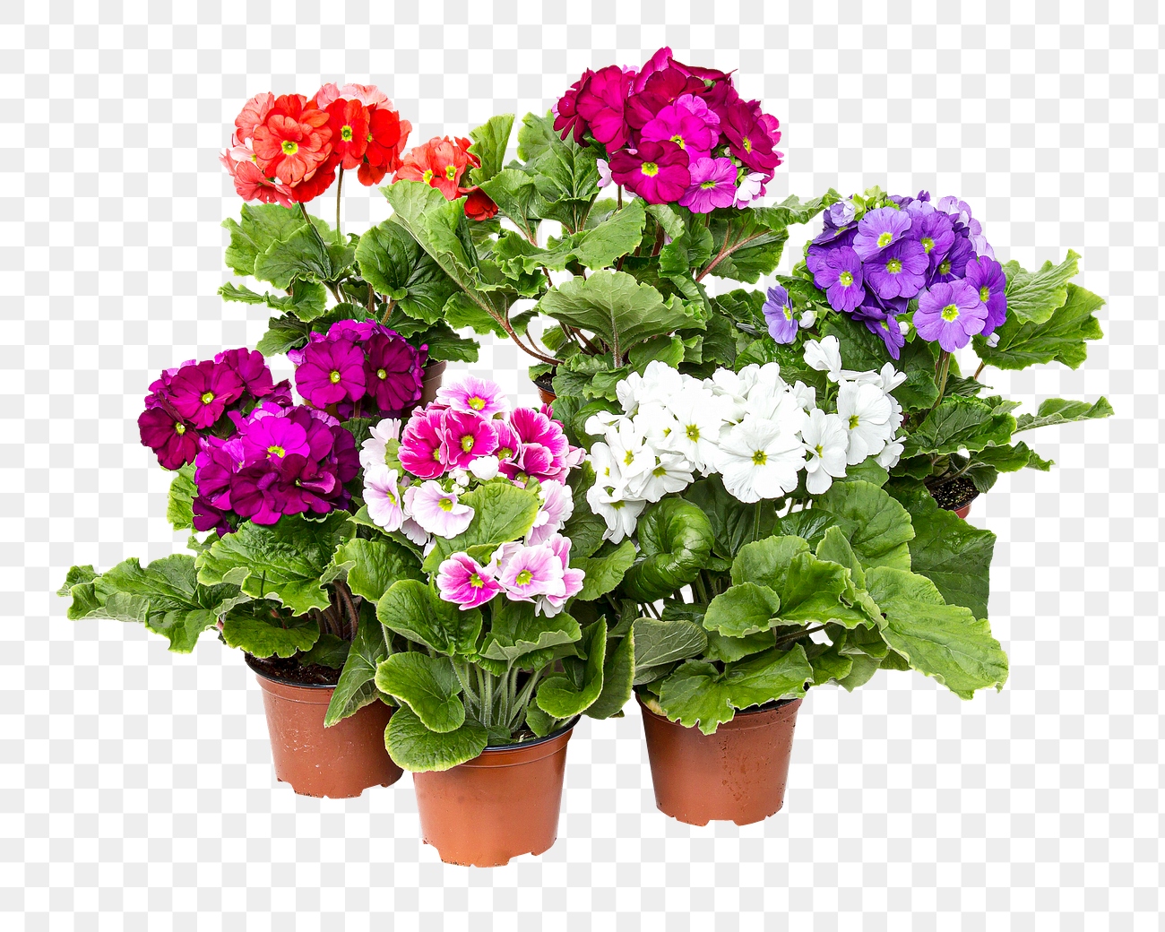 Geranium flower png sticker, transparent | Free PNG - rawpixel