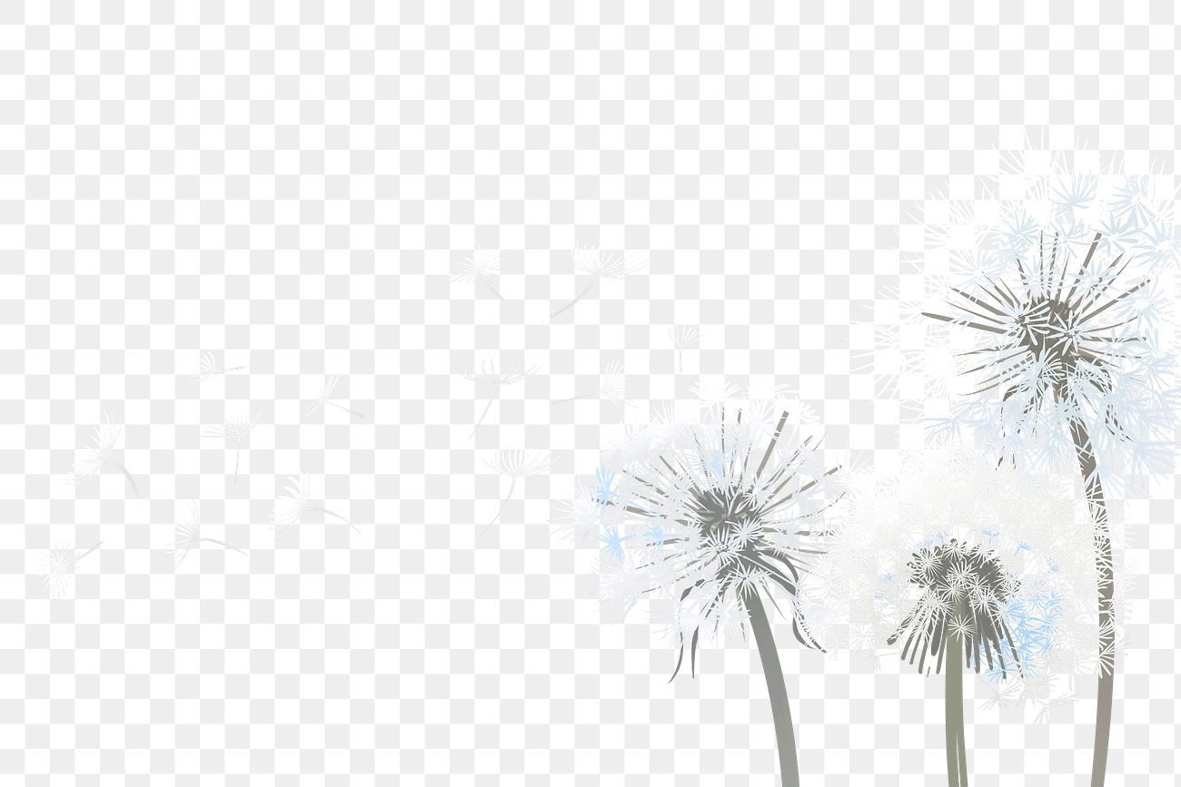 Dandelions flower png border, transparent | Premium PNG - rawpixel