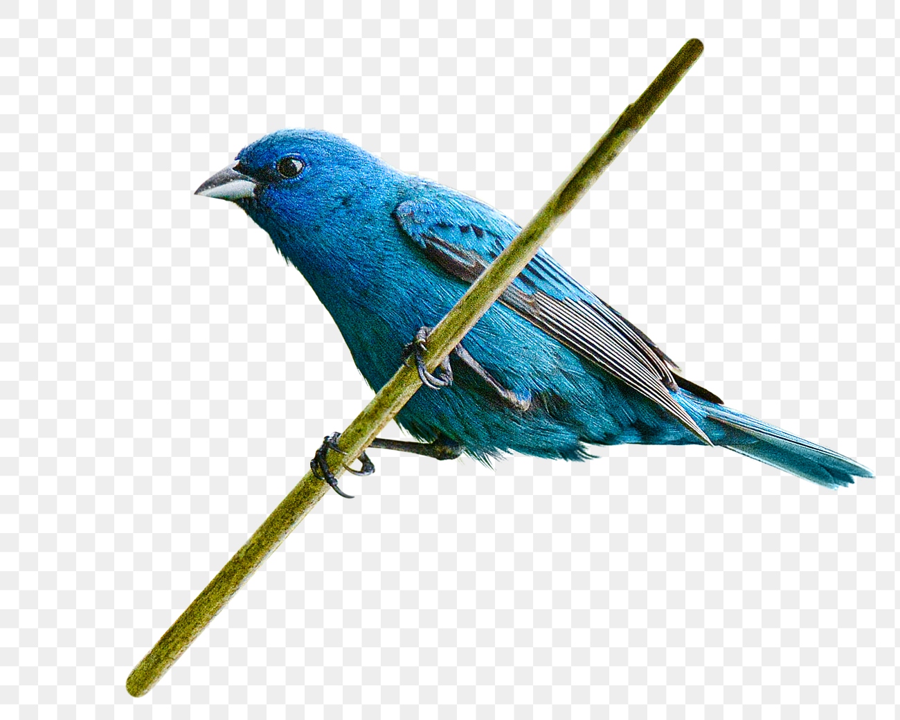 Blue bird png sticker, transparent | Free PNG - rawpixel