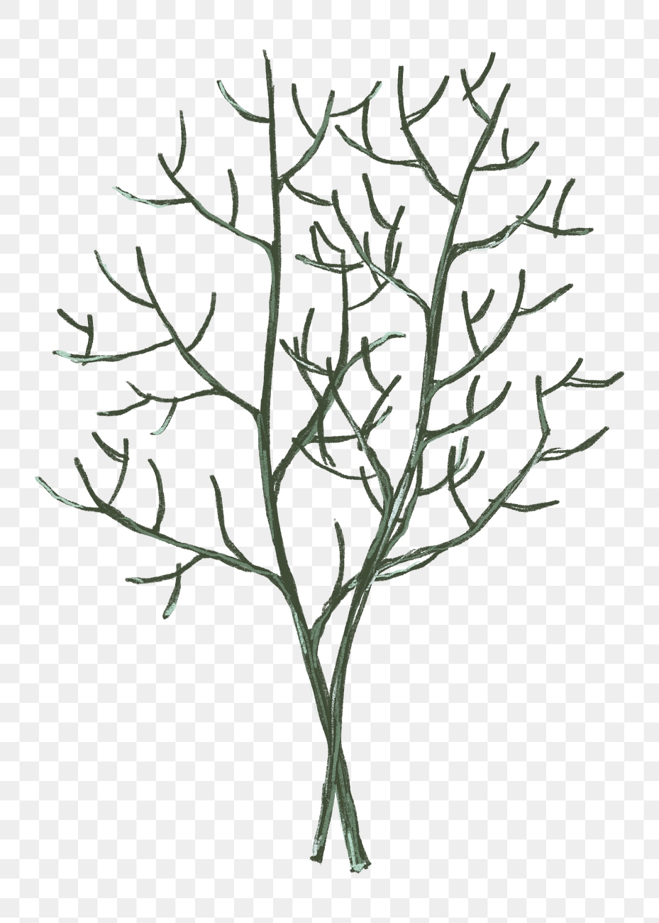 Leafless tree png sticker, transparent | Premium PNG - rawpixel