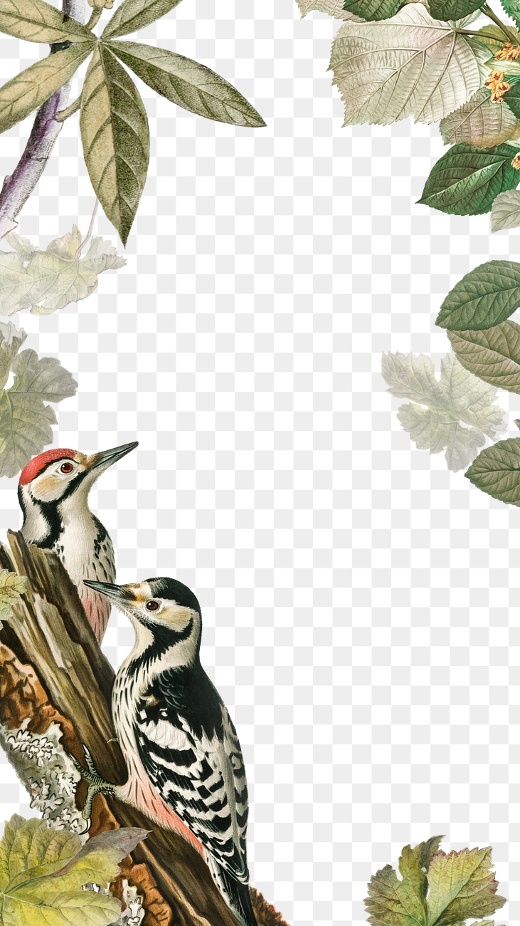 Exotic birds png wildlife, transparent | Premium PNG - rawpixel