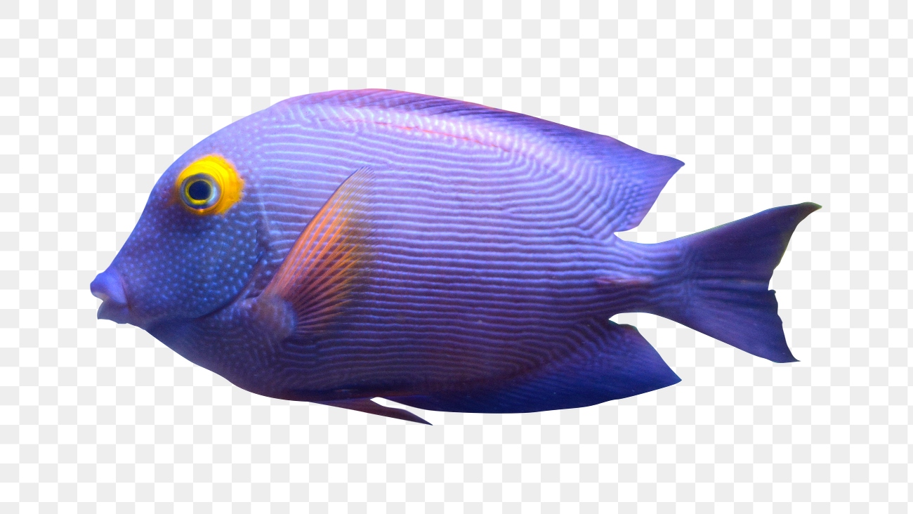 Png blue eyed tang fish | Free PNG - rawpixel