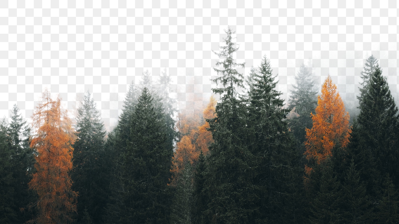 PNG misty forest border, transparent | Premium PNG - rawpixel
