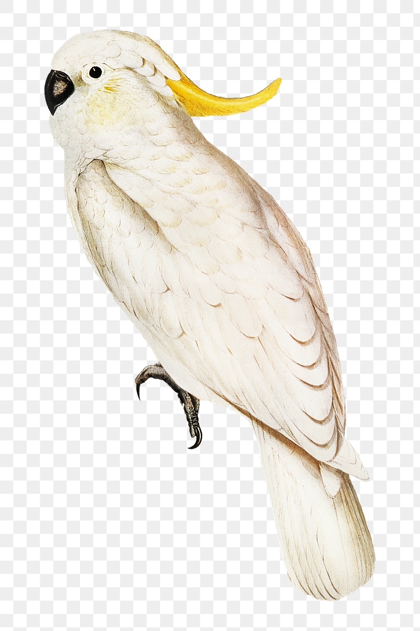 Crested cockatoo png bird sticker | Premium PNG - rawpixel
