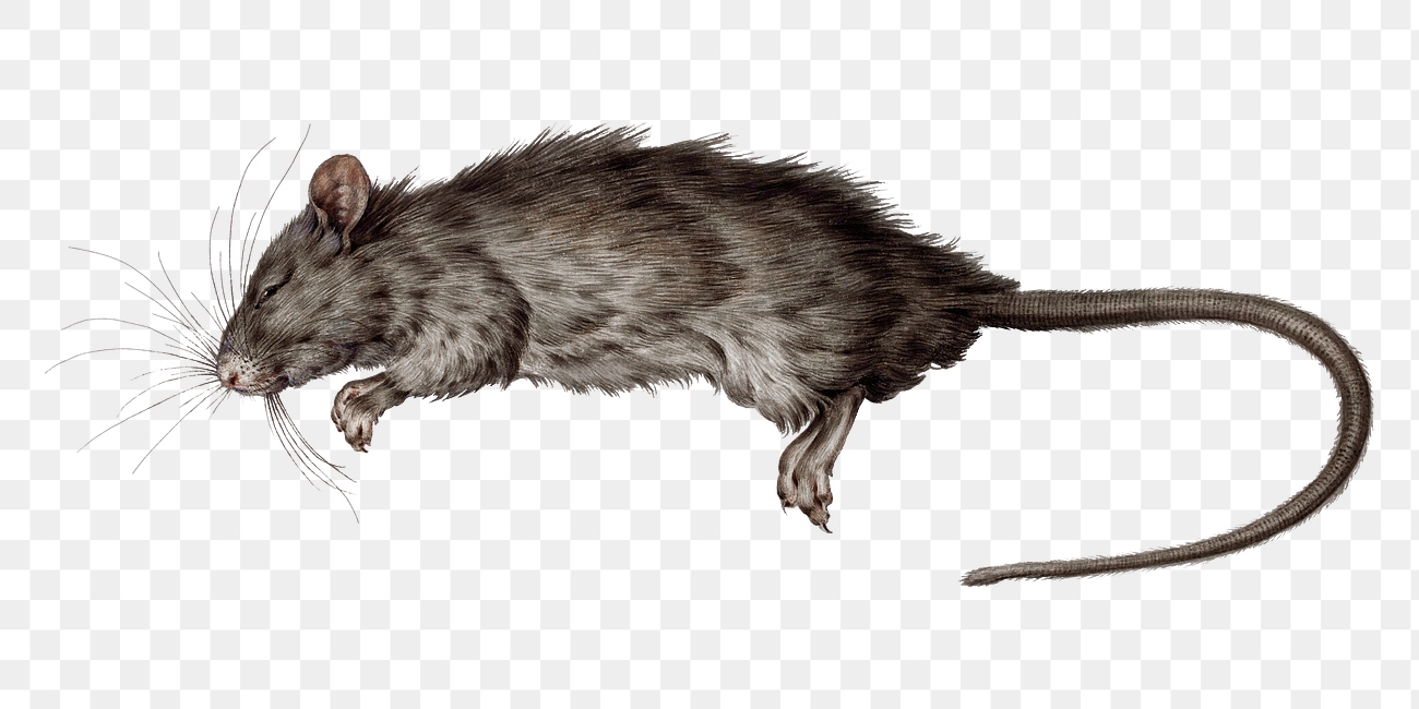Dead rat png sticker, vintage | Premium PNG - rawpixel