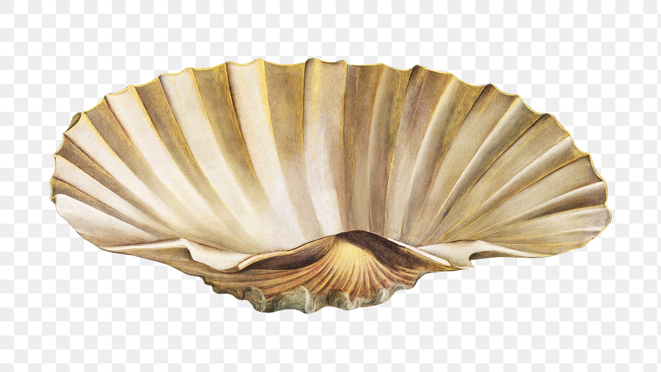 Sandro Botticelli’s Venus png sticker, | Free PNG - rawpixel