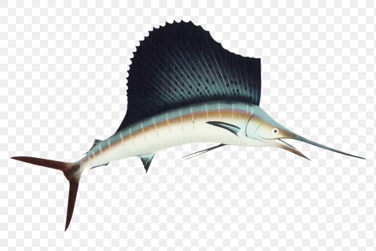 Sailfish png marine life, transparent | Premium PNG - rawpixel