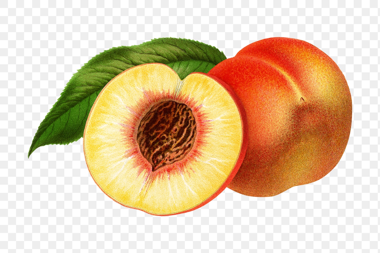 PNG vintage royal george peach | Premium PNG - rawpixel