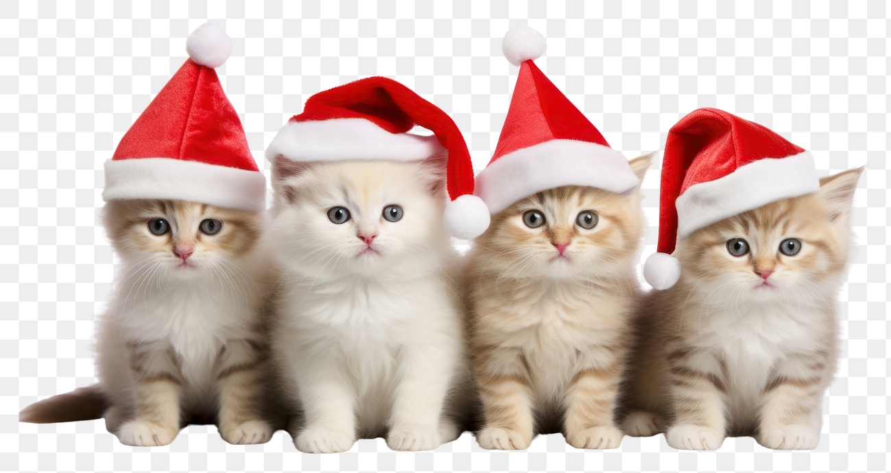 PNG Christmas mammal animal kitten | Free PNG - rawpixel