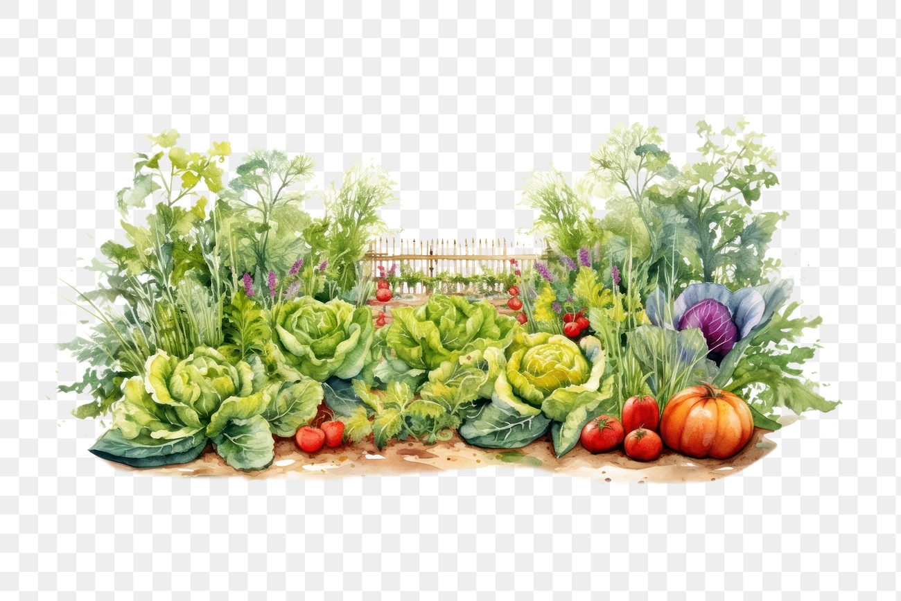PNG Vegetable plant food agriculture. | Premium PNG - rawpixel