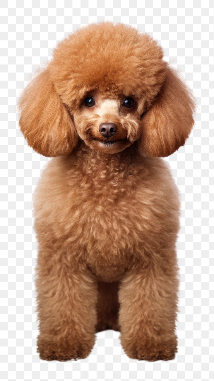 PNG Poodle mammal animal pet | Premium PNG - rawpixel