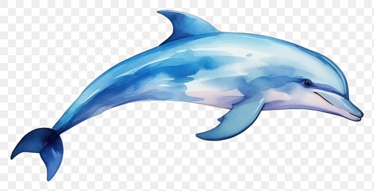 PNG Dolphin animal mammal fish. | Premium PNG - rawpixel