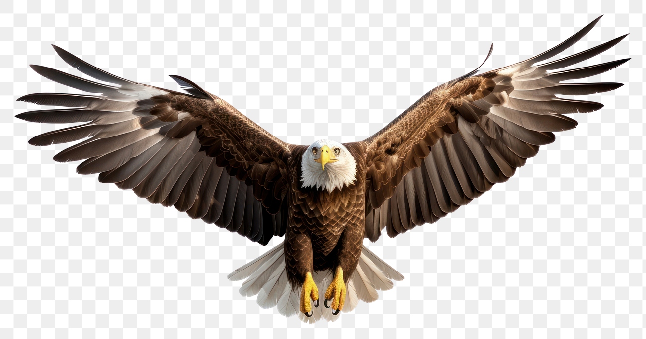 PNG Animal flying bird beak | Free PNG - rawpixel