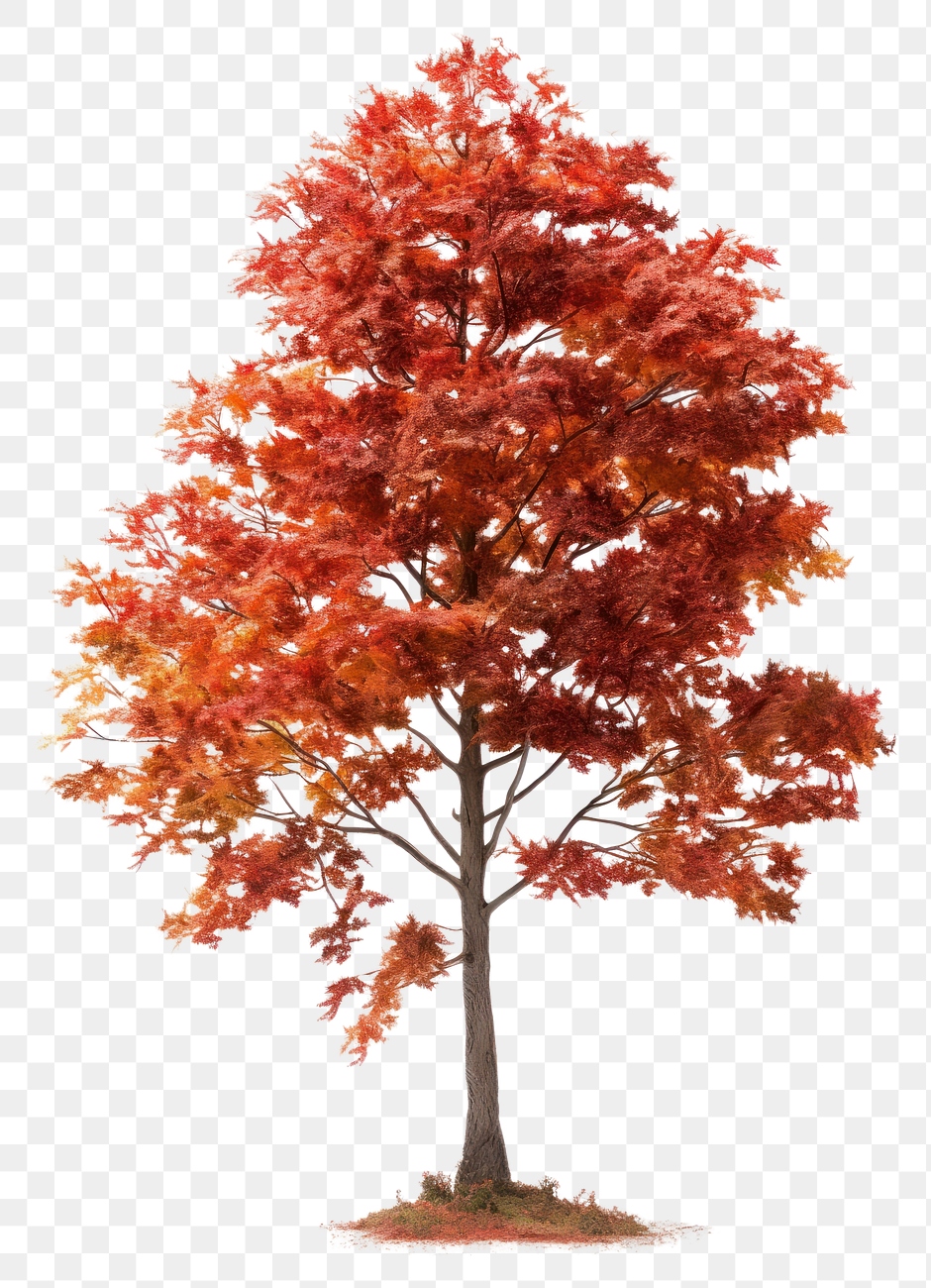 PNG Tree autumn plant maple. | Free PNG - rawpixel