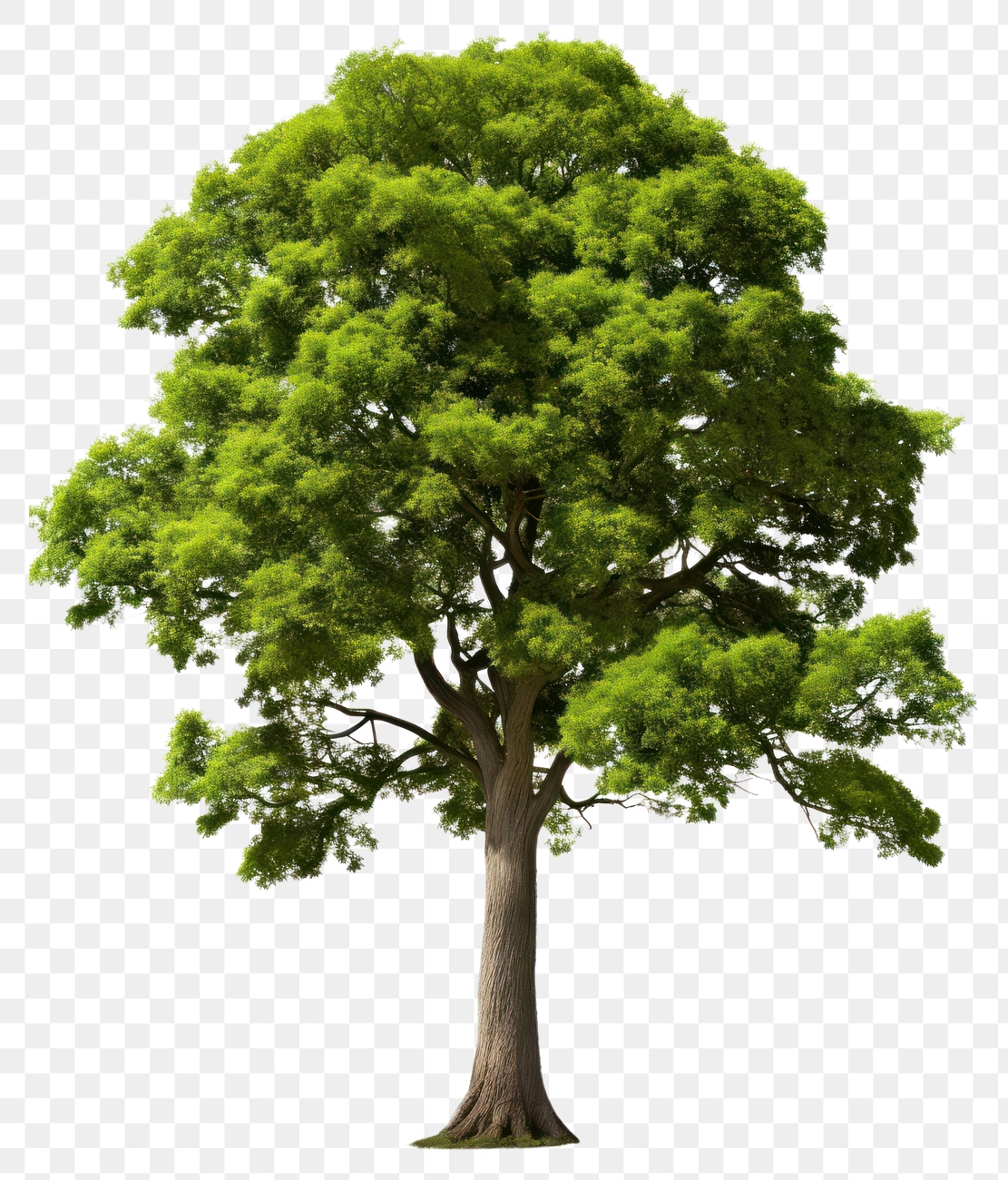 PNG Plant tree tranquility outdoors | Premium PNG - rawpixel