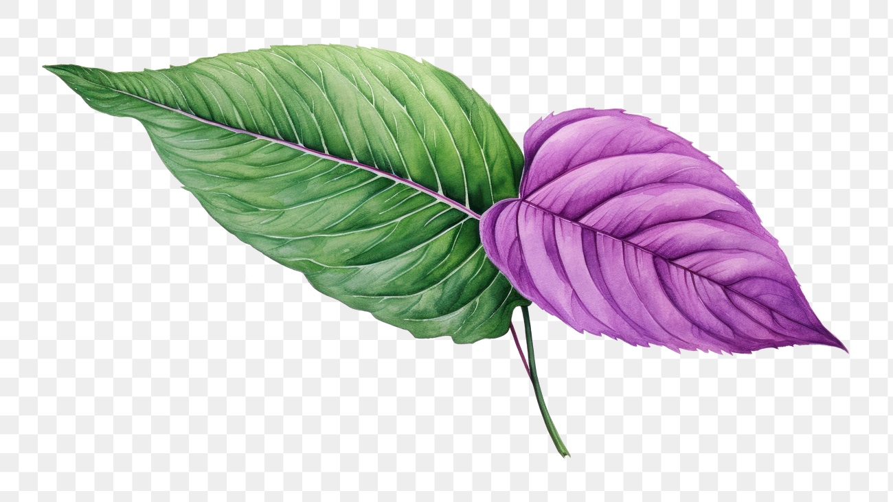 PNG Leaf drawing sketch plant. | Premium PNG - rawpixel