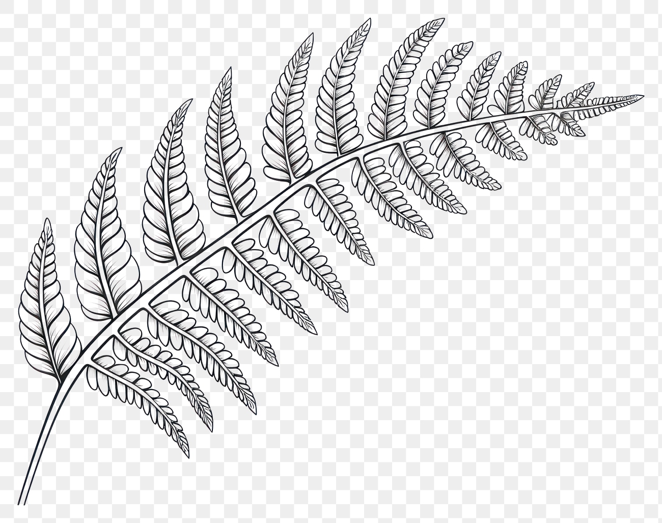 PNG Fern plant line art. | Premium PNG - rawpixel
