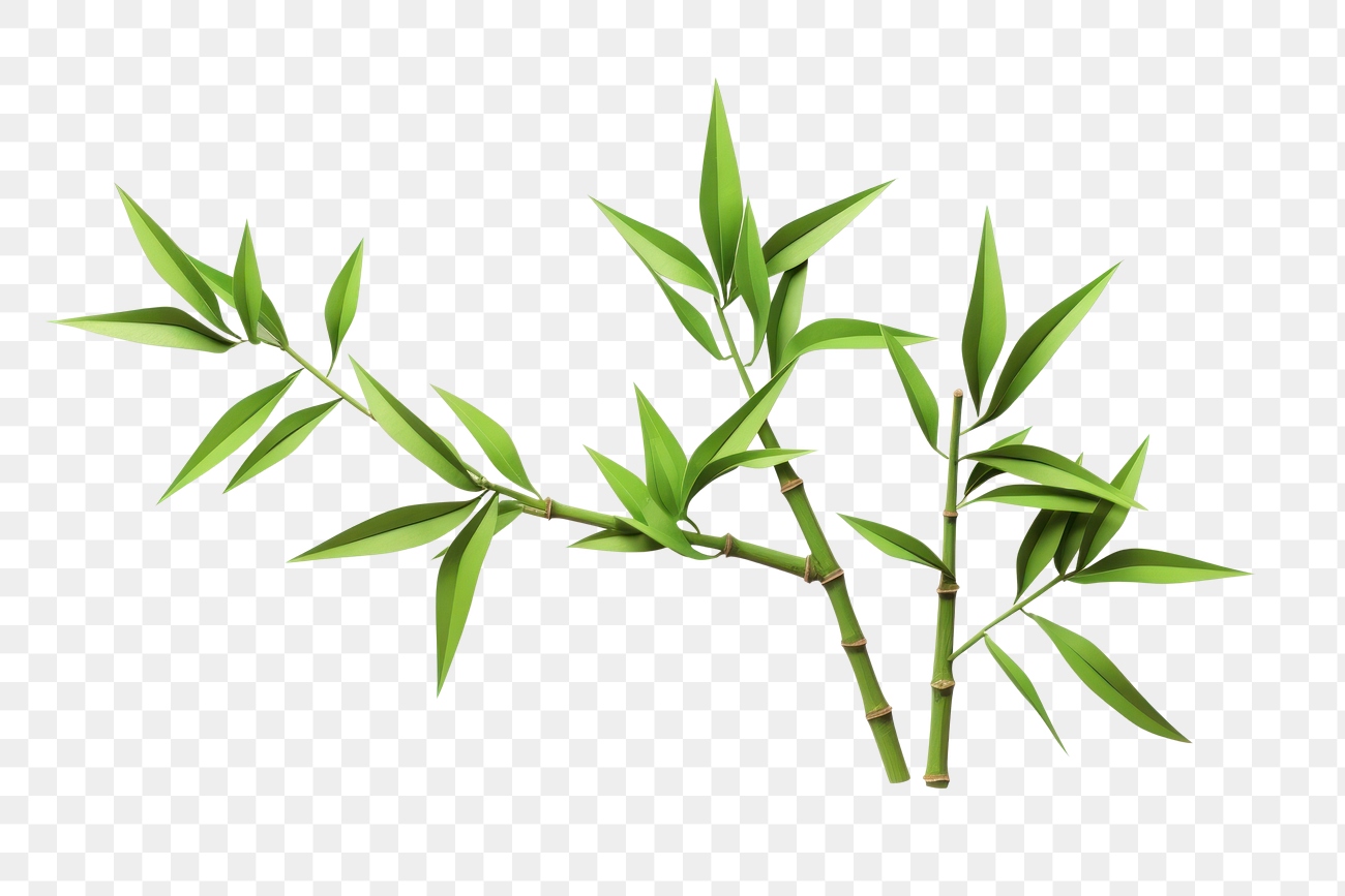 PNG Bamboo plant leaf | Premium PNG - rawpixel