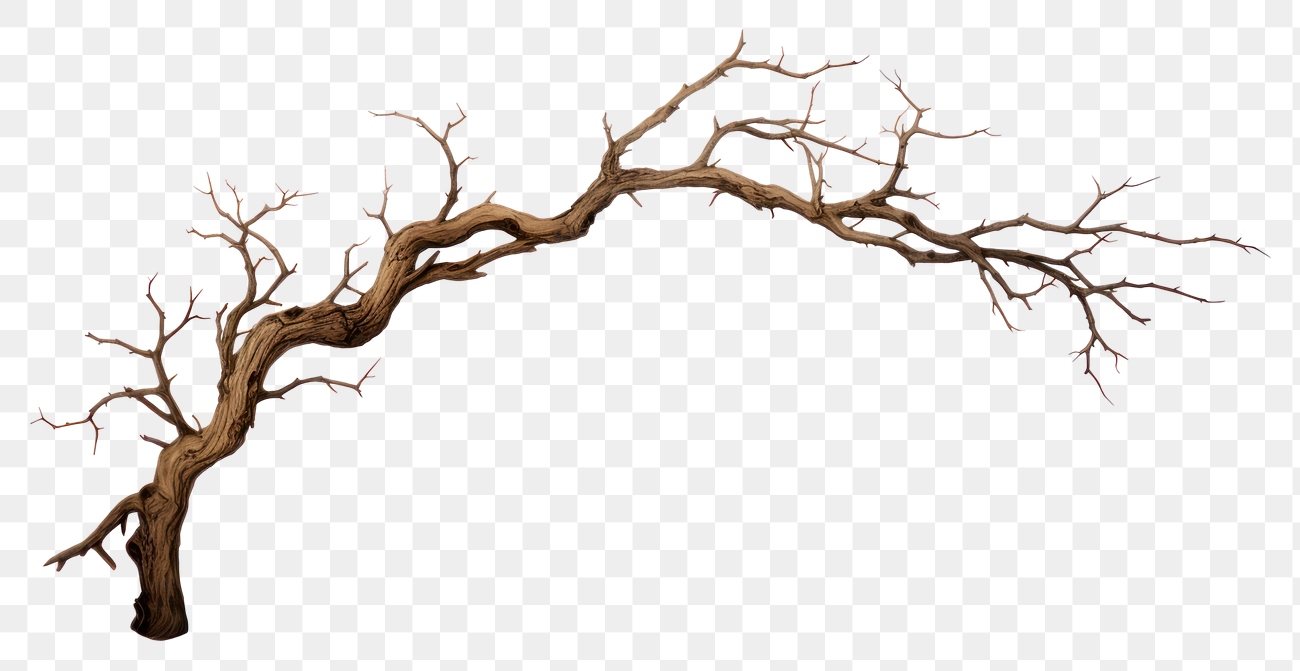 PNG Tree drawing branch plant. | Premium PNG - rawpixel