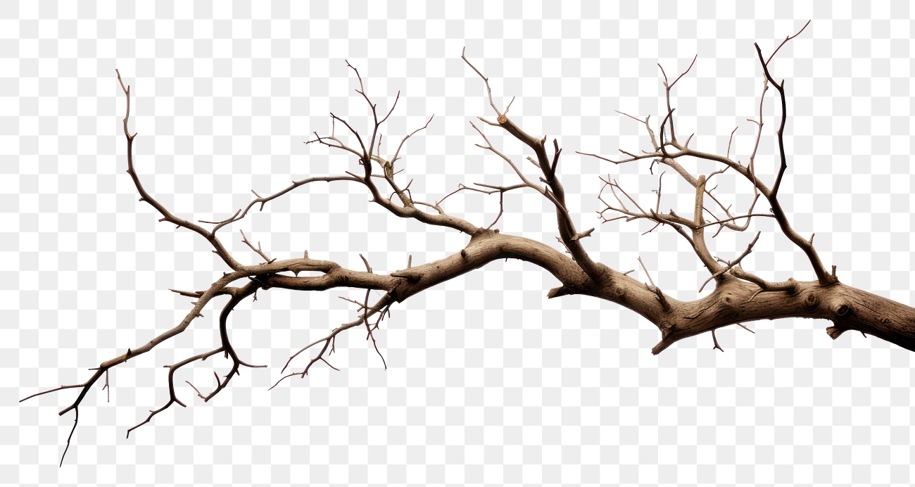 PNG Tree branch plant transparent | Free PNG - rawpixel