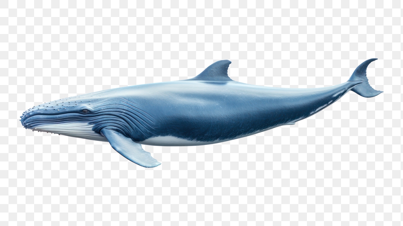 PNG Whale animal mammal fish. | Free PNG - rawpixel