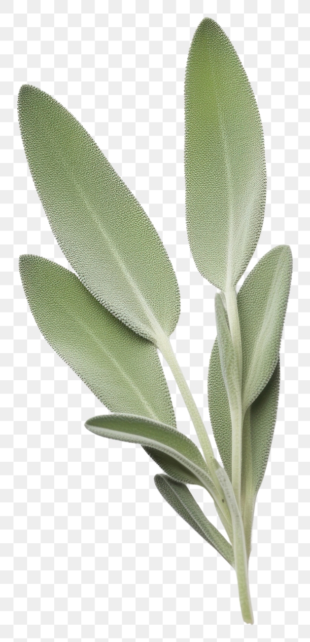 PNG Herbs plant leaf white | Premium PNG - rawpixel