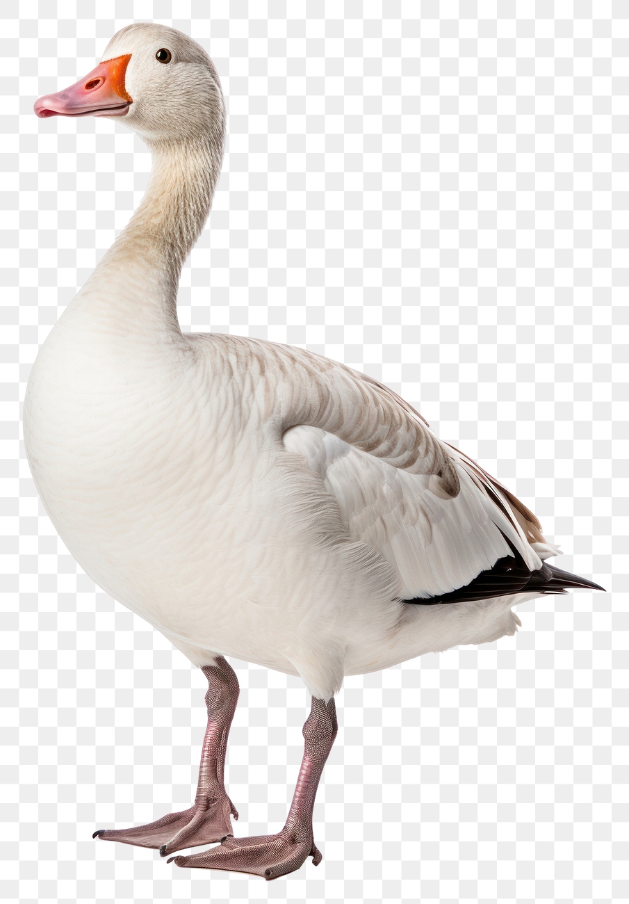 PNG Snow goose animal white | Free PNG - rawpixel