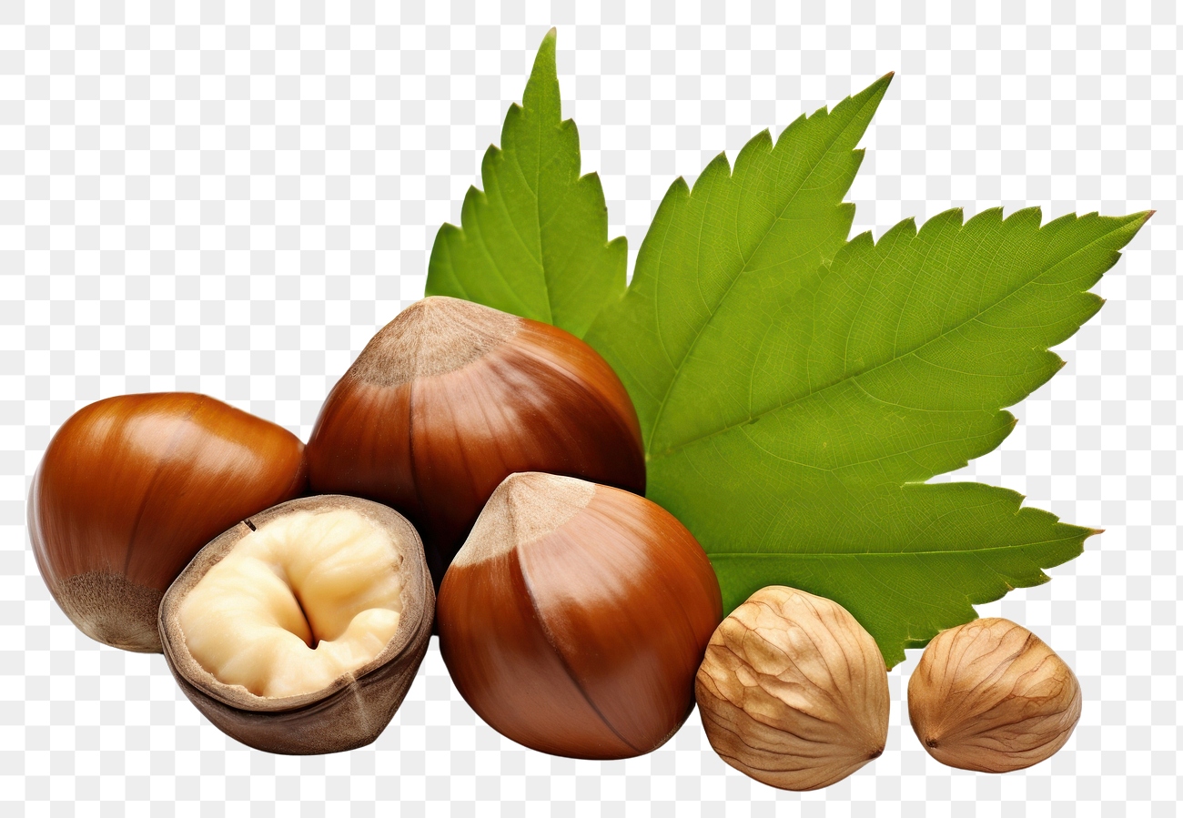 PNG Hazelnuts plant food leaf. | Premium PNG - rawpixel