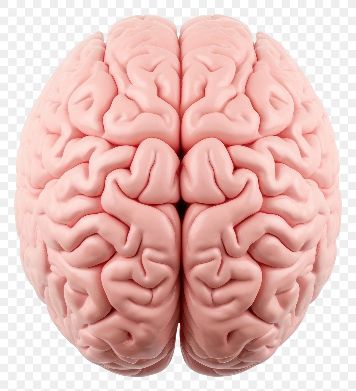PNG Human brain white background | Free PNG - rawpixel