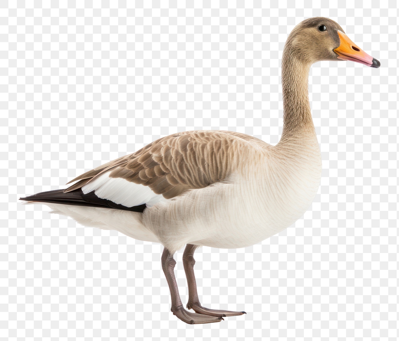 PNG Goose animal white bird. | Free PNG - rawpixel