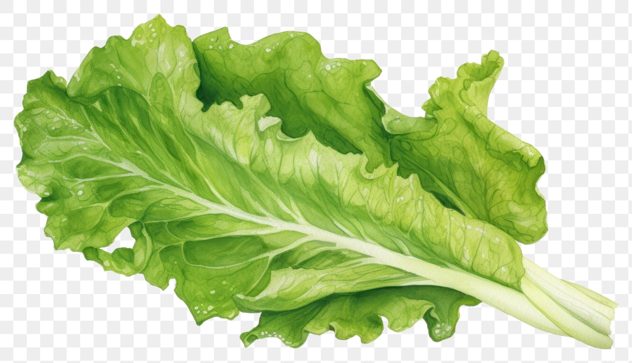 PNG Salad Rocket vegetable lettuce | Premium PNG - rawpixel