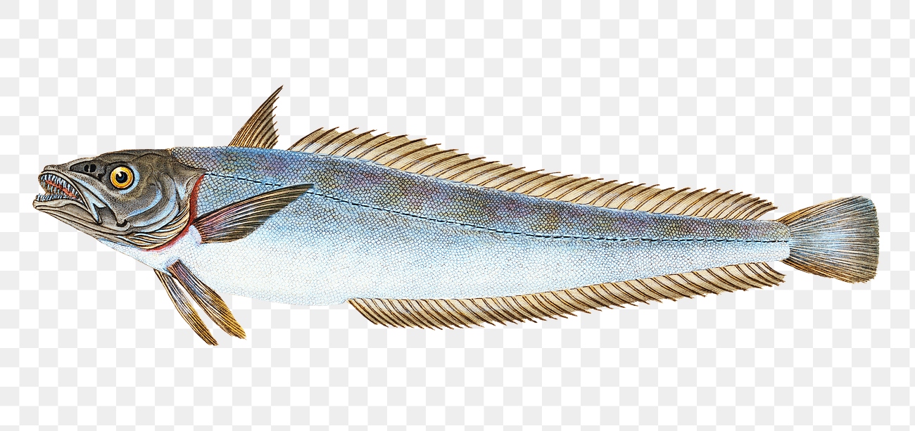 Hake png sticker, fish vintage | Premium PNG - rawpixel