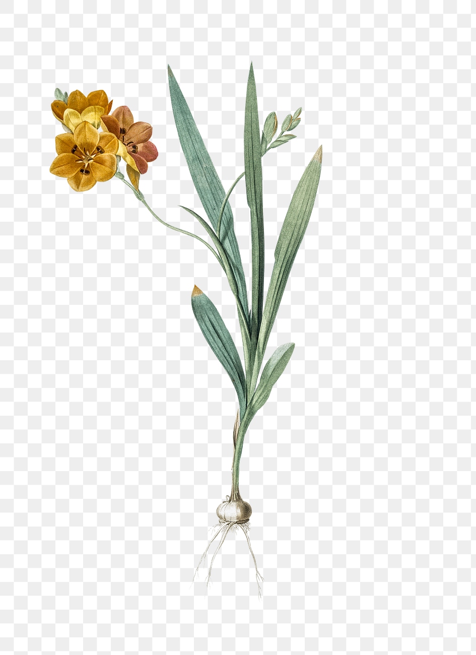 Ixia miniata png sticker, vintage | Premium PNG - rawpixel