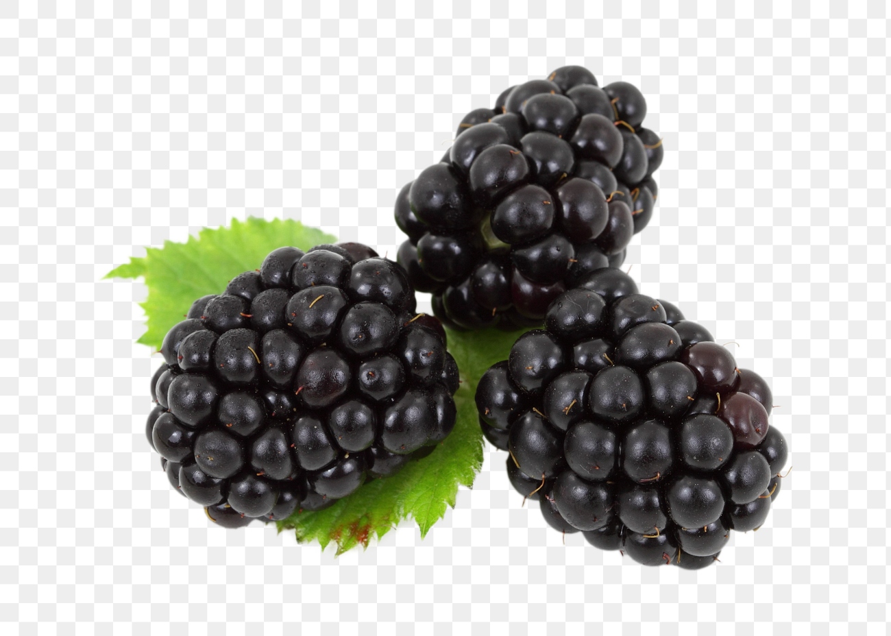 Black currant png, transparent background | Free PNG - rawpixel