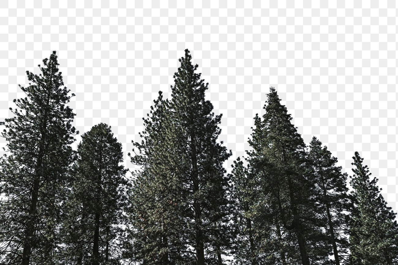 PNG Pine trees border, transparent | Premium PNG - rawpixel