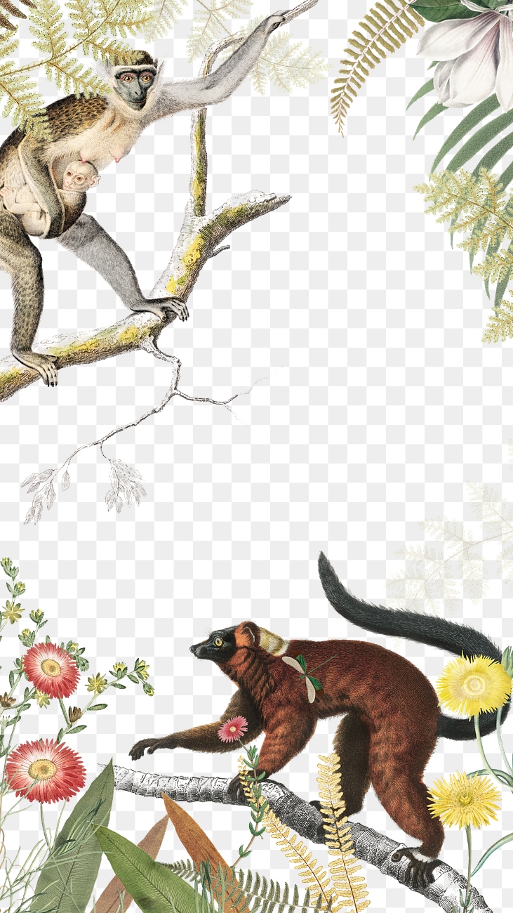 Jungle monkeys png wildlife, transparent | Premium PNG - rawpixel