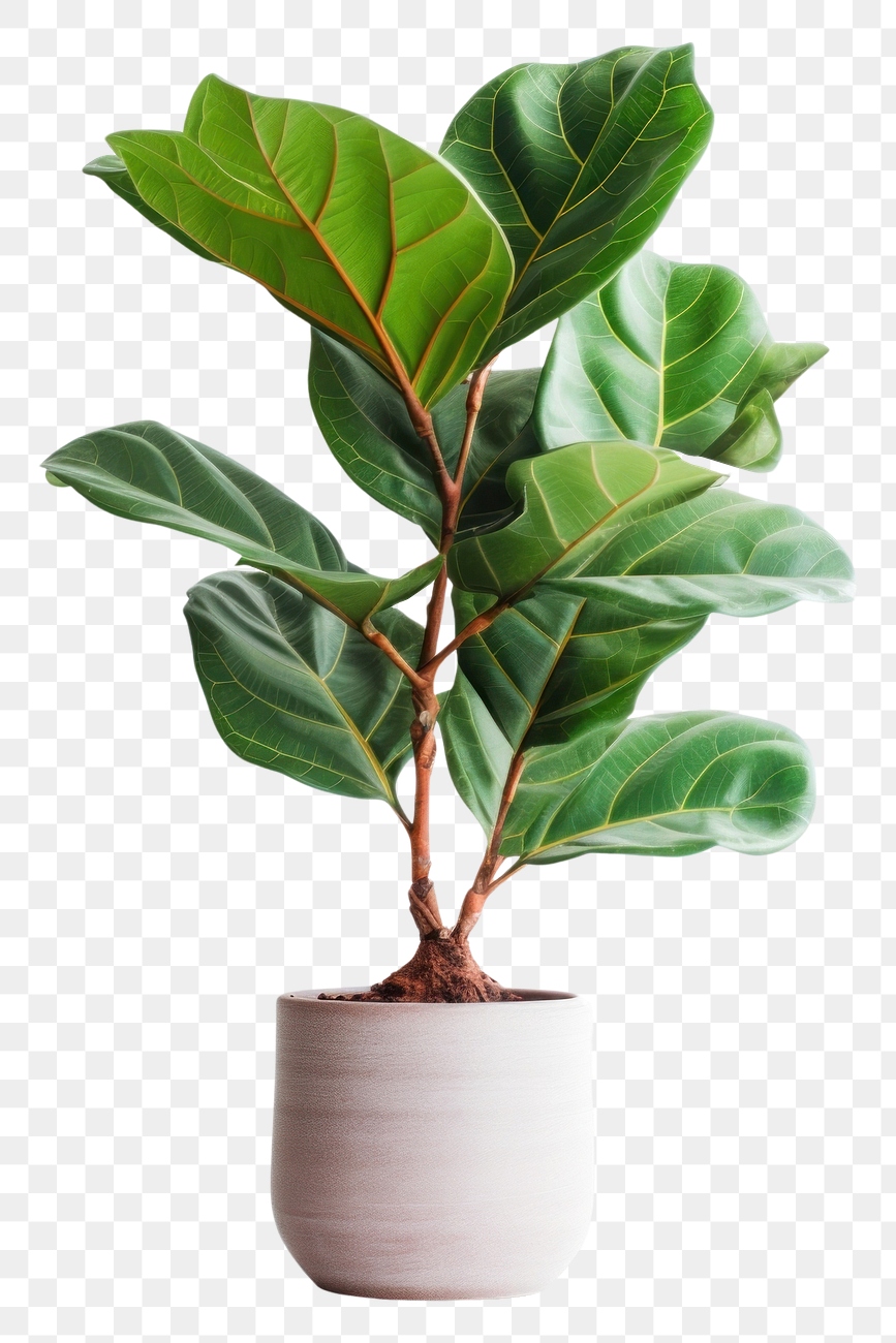 PNG Fiddle fig plant leaf, | Premium PNG - rawpixel