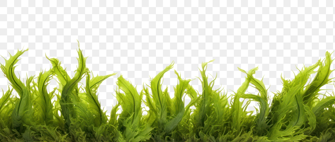PNG Ocean seaweed plant freshness | Free PNG - rawpixel