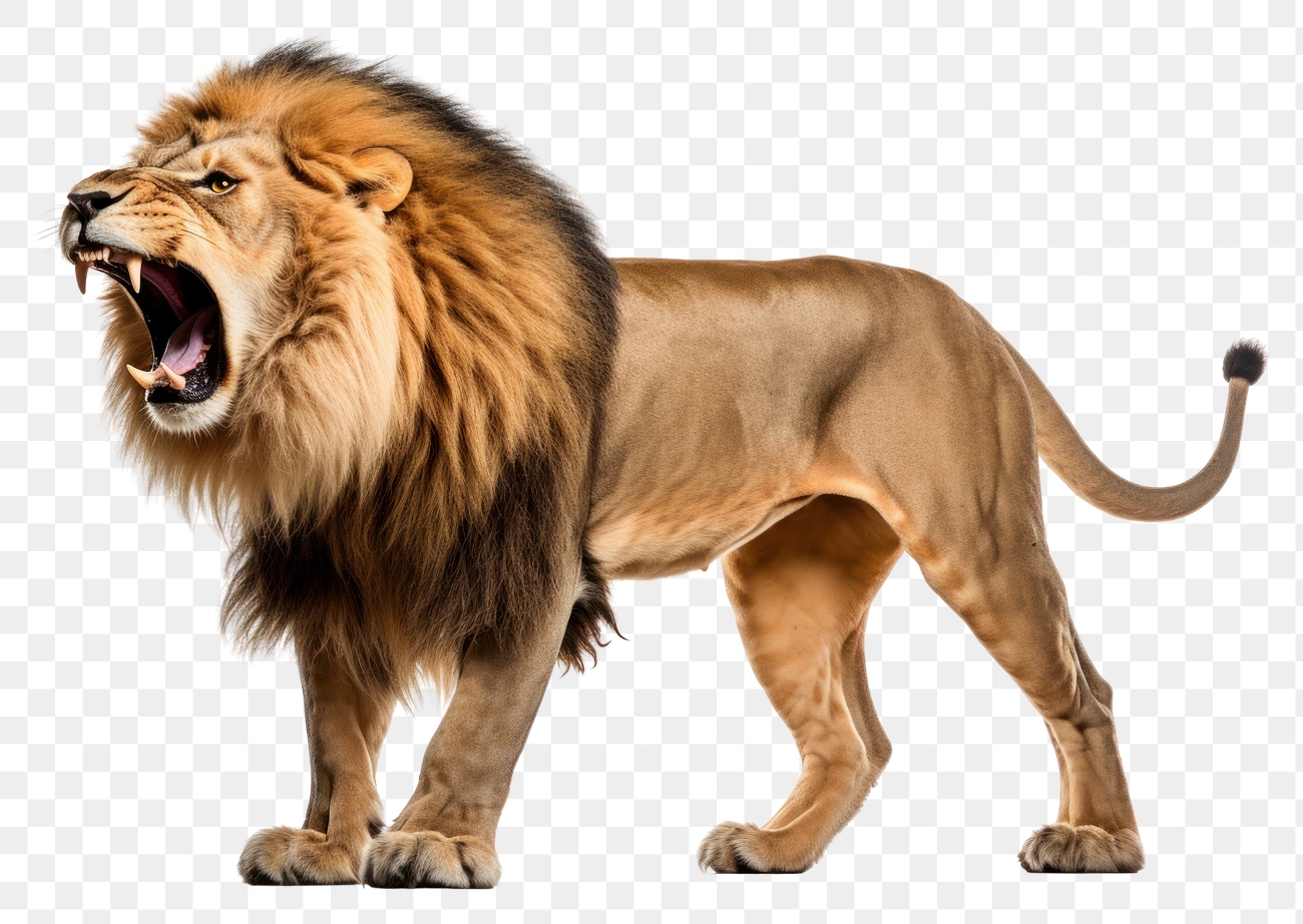PNG Lion wildlife mammal animal | Free PNG - rawpixel