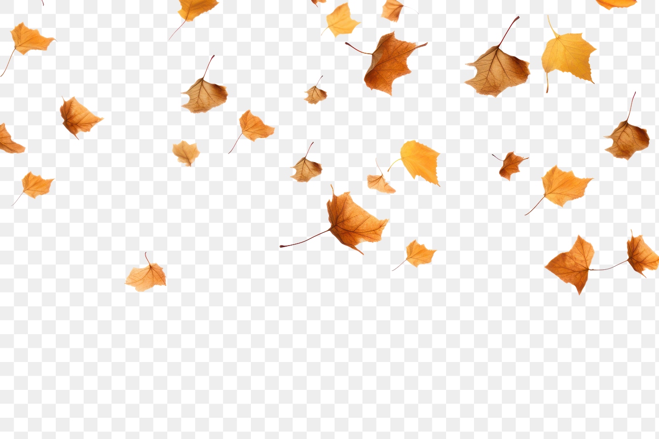 Falling maple leaf png, transparent | Free PNG - rawpixel
