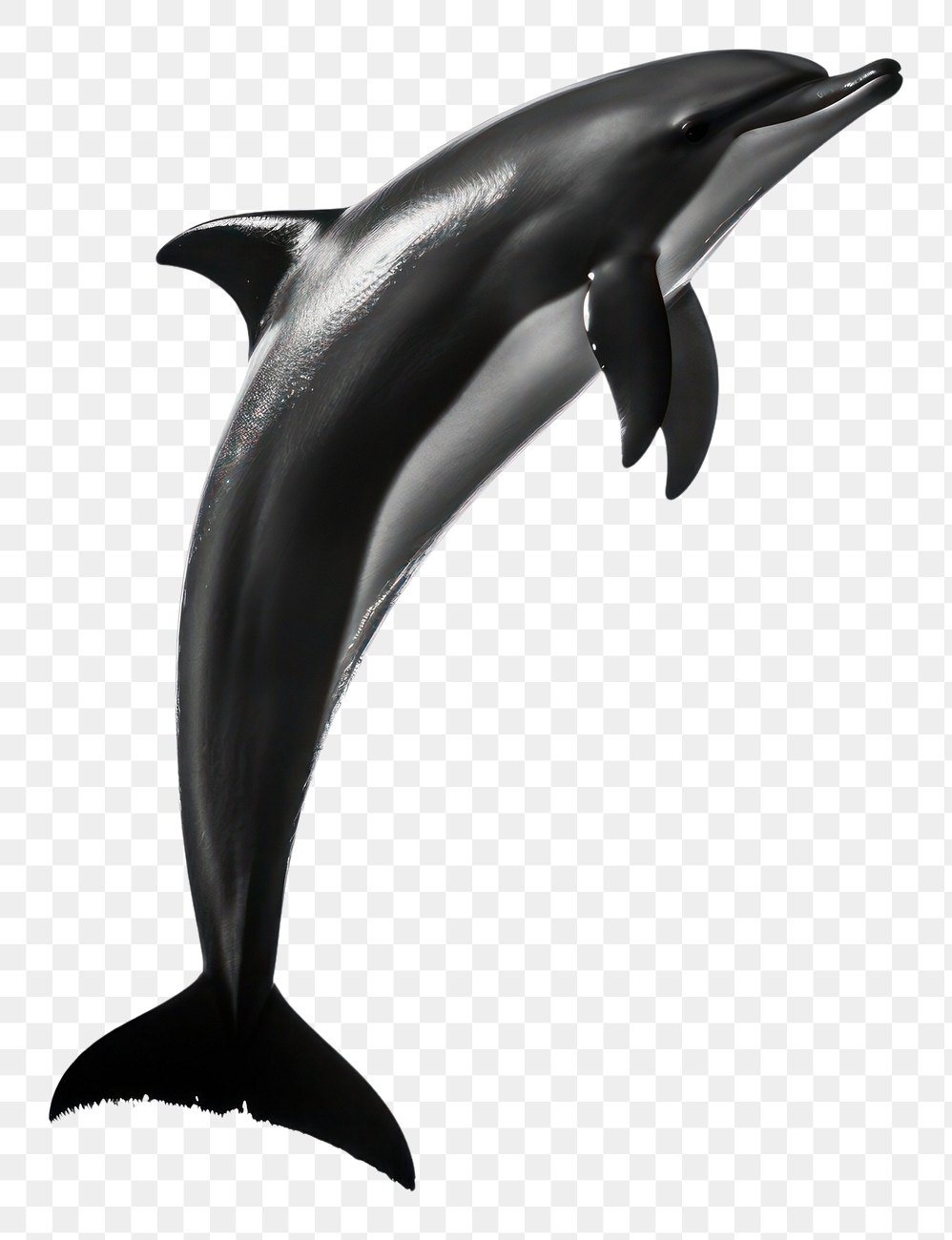PNG jumping black dolphin shadow | Premium PNG - rawpixel