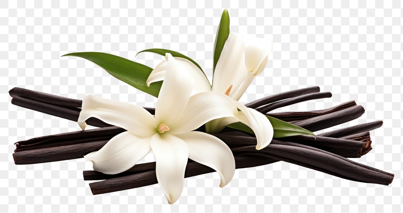 PNG Vanilla flower plant white | Premium PNG - rawpixel