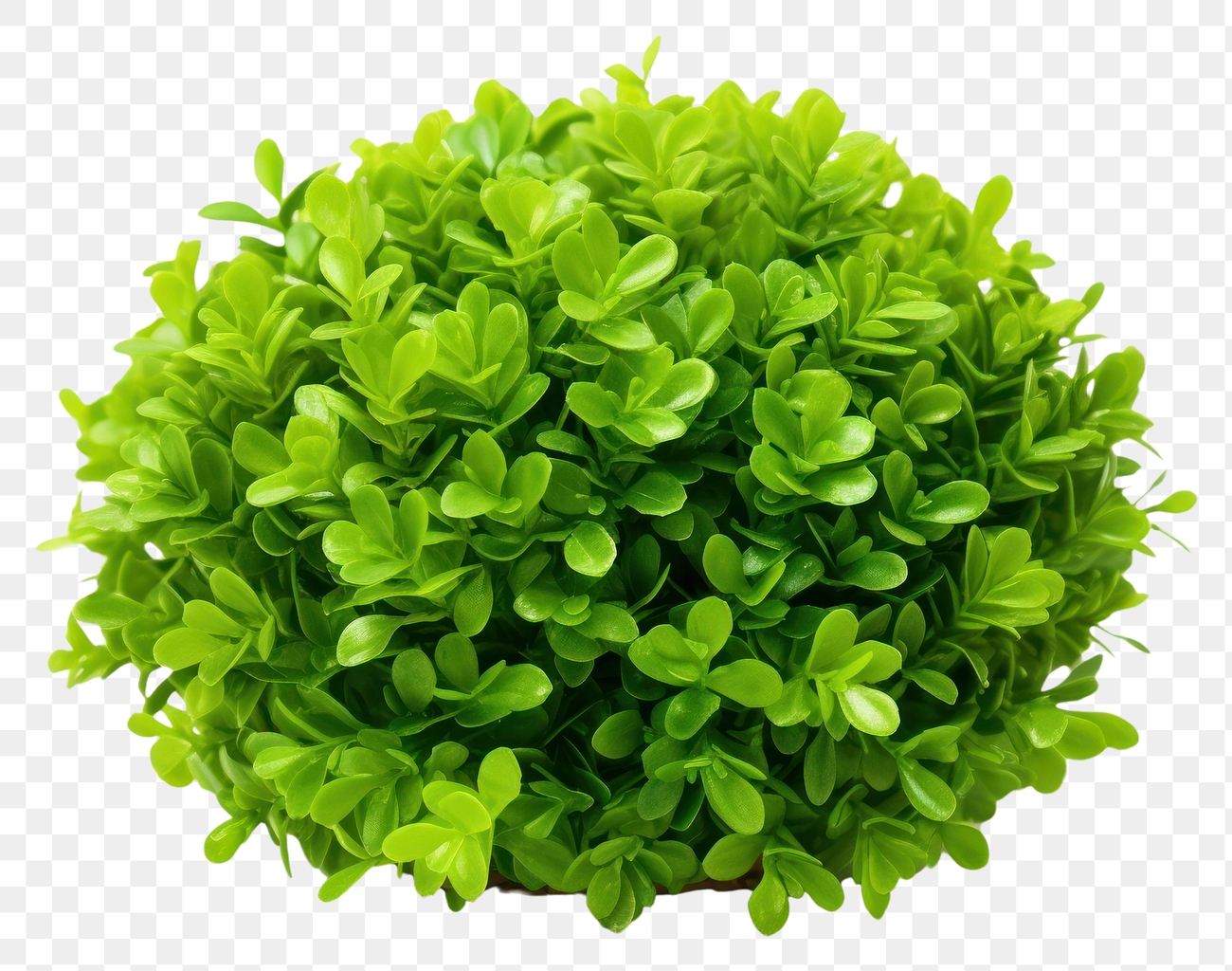 PNG Green bush plant herbs | Premium PNG - rawpixel