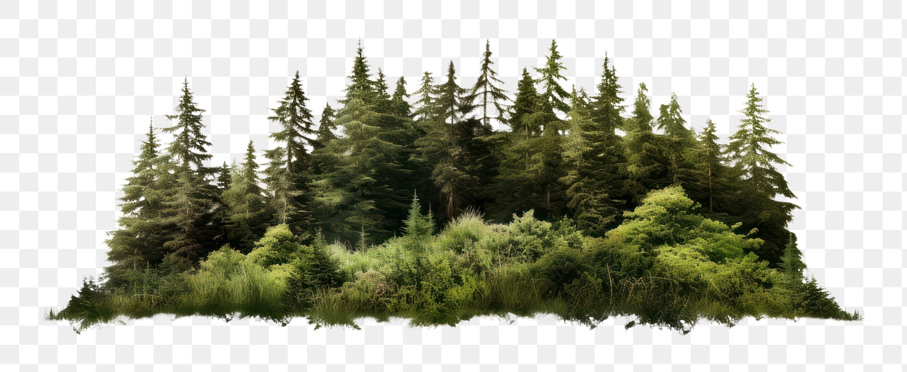 PNG Forest vegetation outdoors woodland | Premium PNG - rawpixel