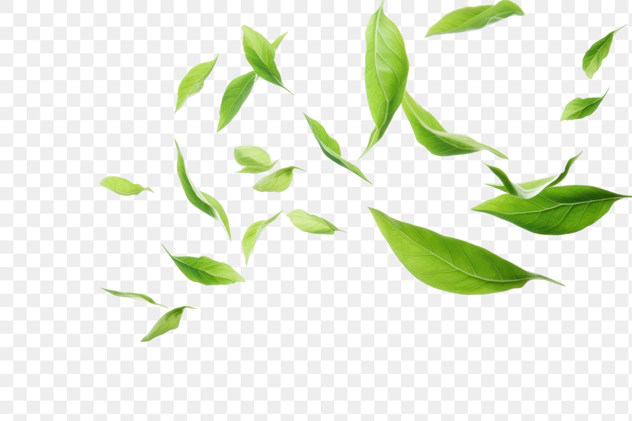 PNG Green tea leaves flying | Premium PNG - rawpixel