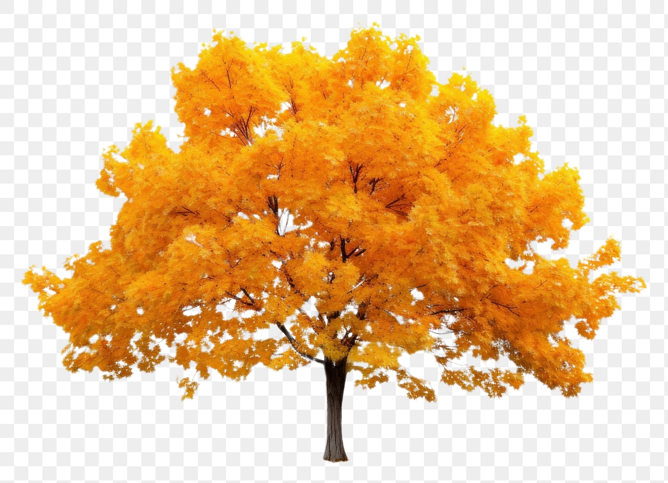 PNG Maple tree plant leaf. | Premium PNG - rawpixel