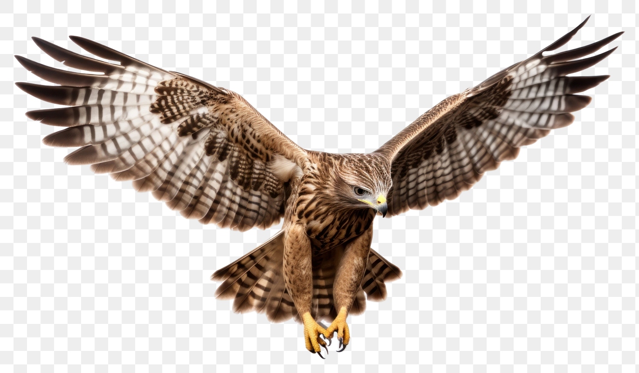 PNG Flying hawk buzzard animal | Premium PNG - rawpixel