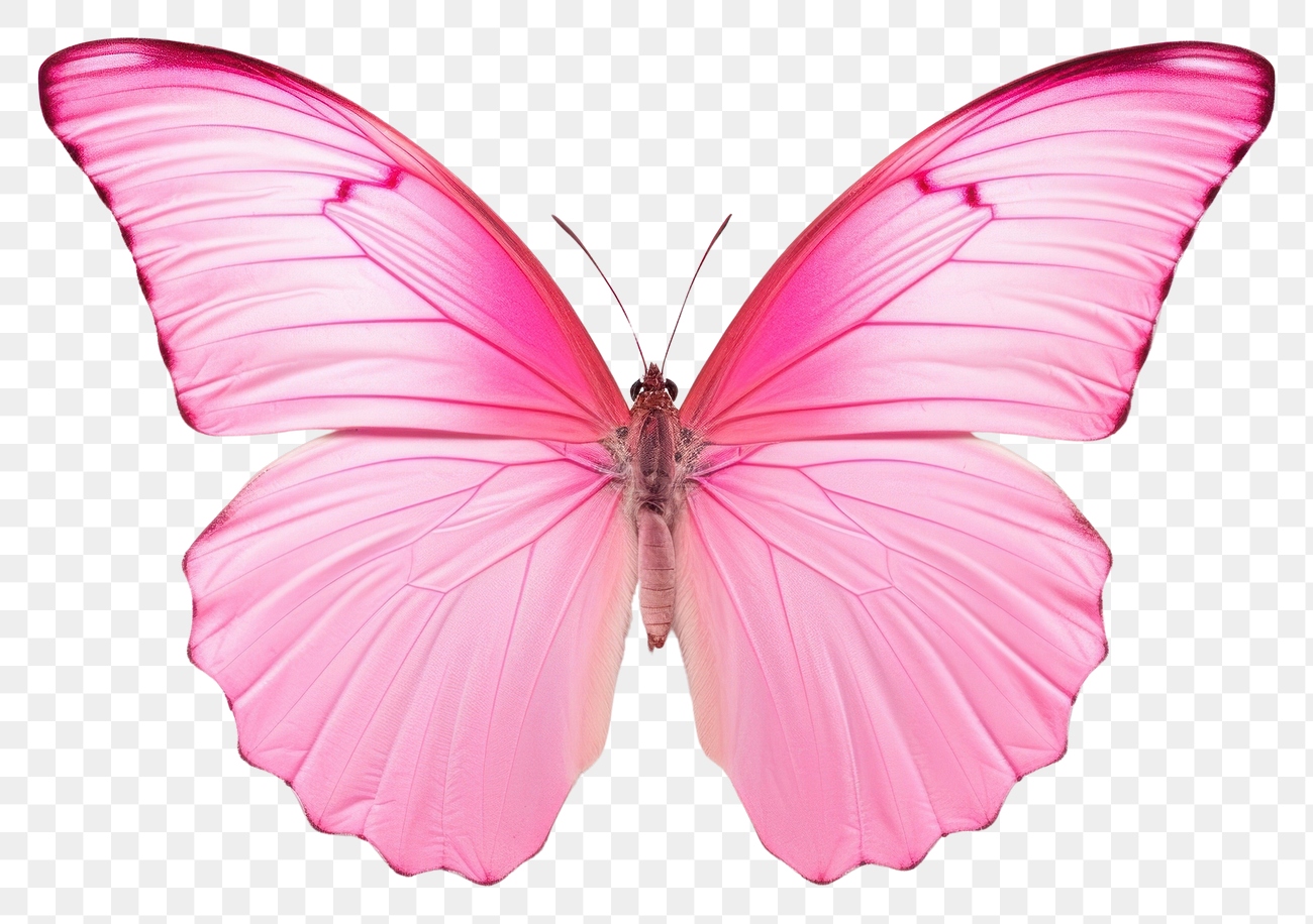 PNG Pink butterfly animal insect | Premium PNG - rawpixel