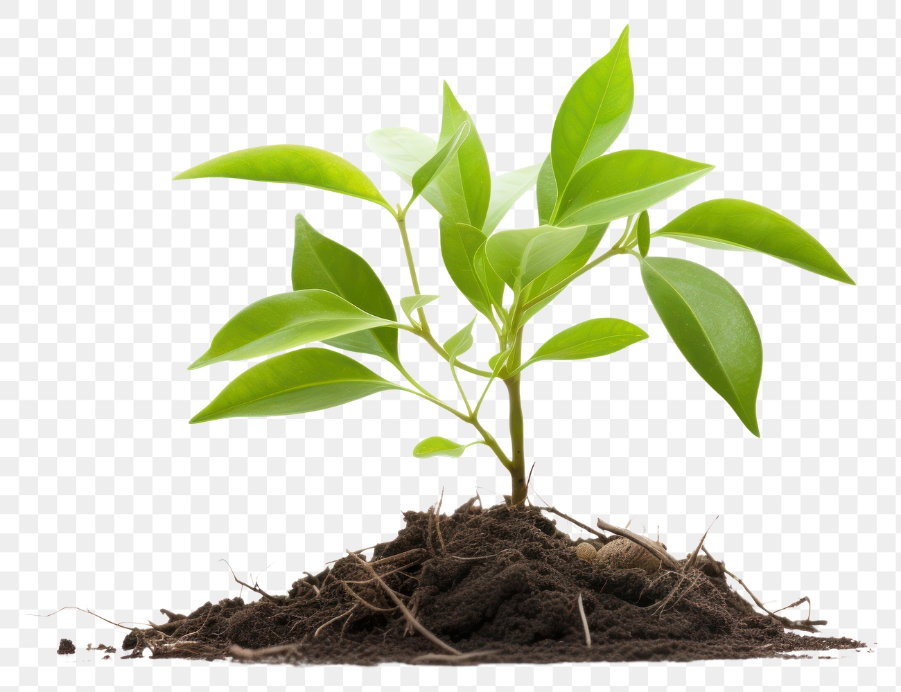 PNG Agriculture beginnings cultivated freshness. | Premium PNG - rawpixel