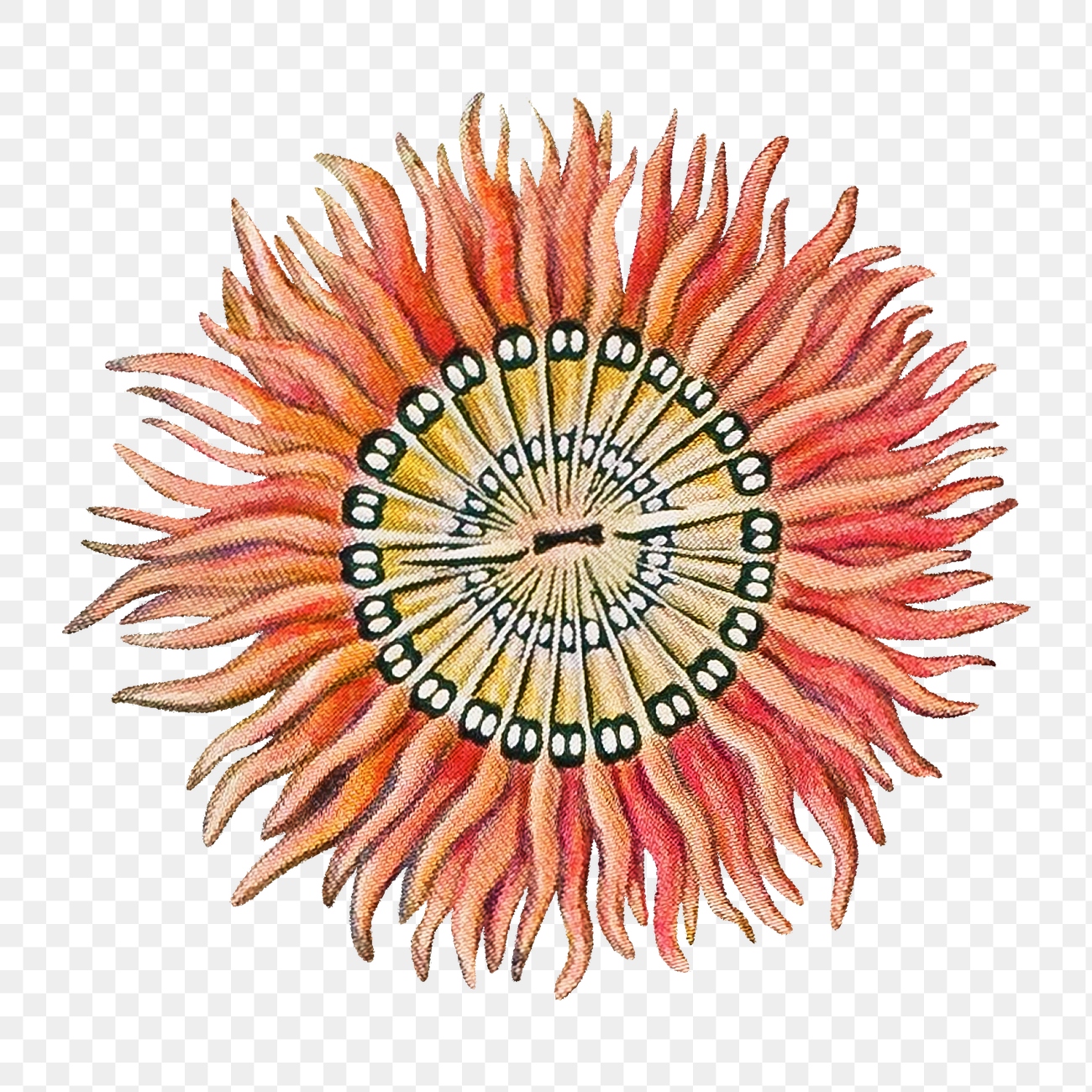 Haeckel Actiniae png, marine life | Premium PNG - rawpixel